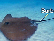 The Marine Venomous Animal Top 10 | UNder the C