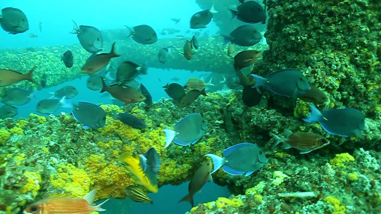 Understanding reefs part 2: Artificial reefs and reef restoration ...